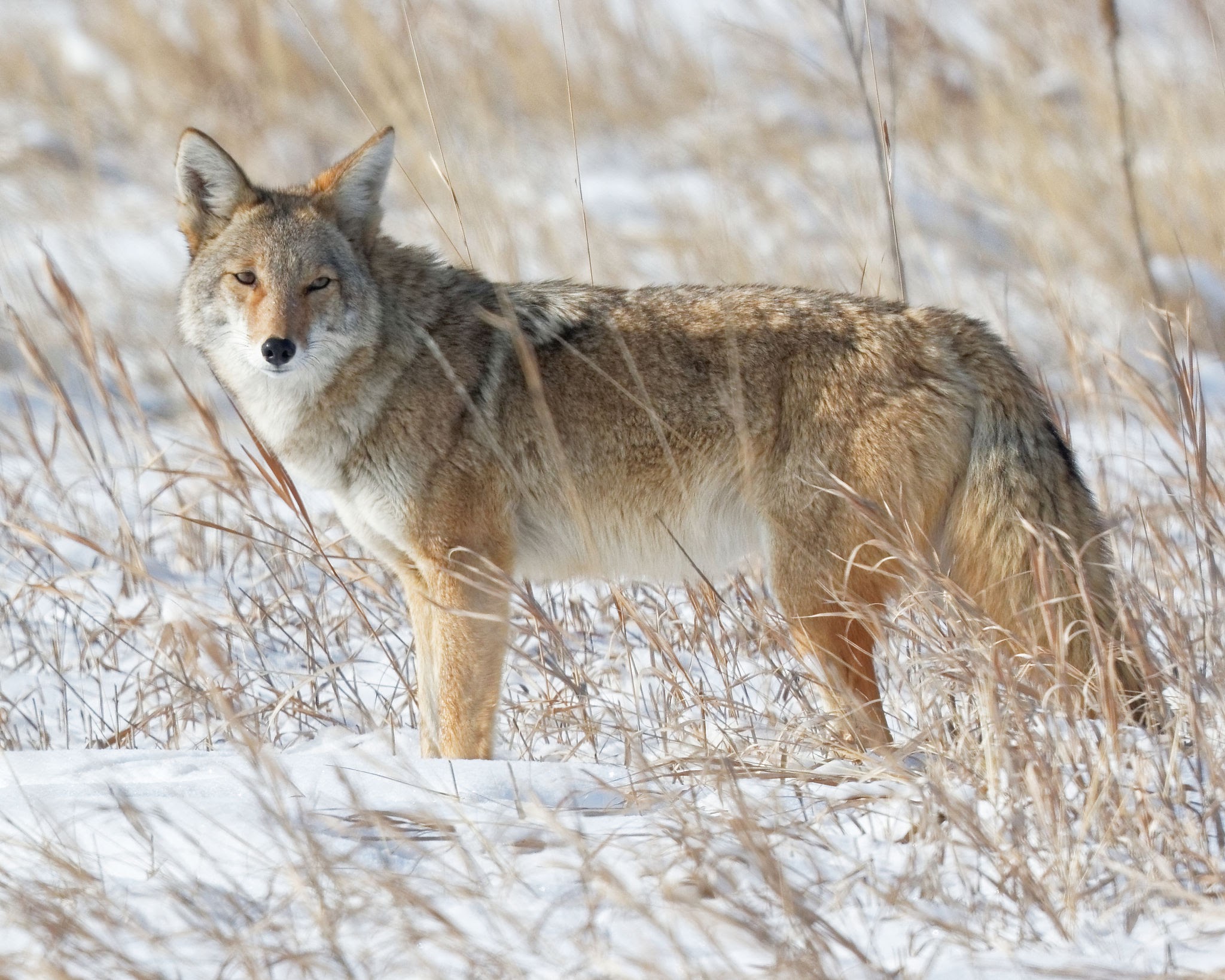 Vermont Fish & Wildlife To Allow Coyote Hunting with Dogs Despite ...